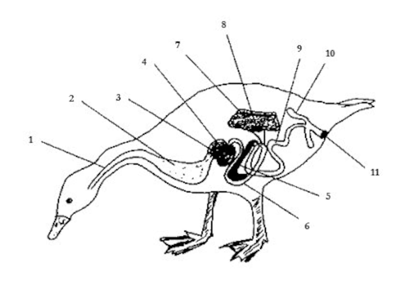 PRINTABLE Duck Digestive Anatomy Worksheet - Etsy