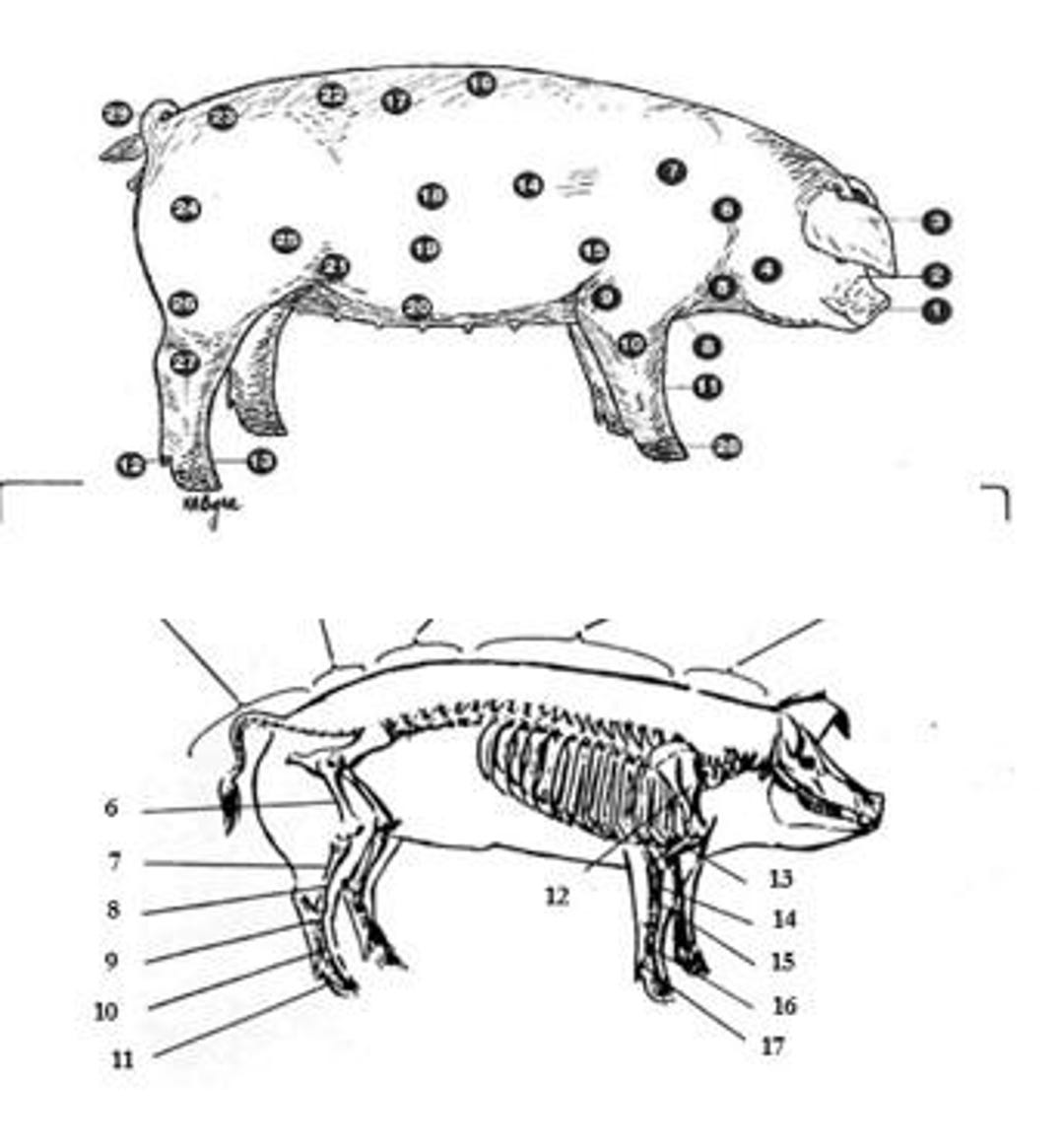 PRINTABLE Pig Skeletal and External Anatomy Worksheet Bundle - Etsy