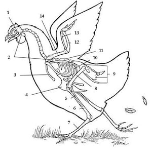 PRINTABLE Chicken Skeletal Anatomy Worksheet and Practice Sheet - Etsy