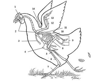 PRINTABLE Chicken External, Digestive, and Skeletal Anatomy Worksheet ...