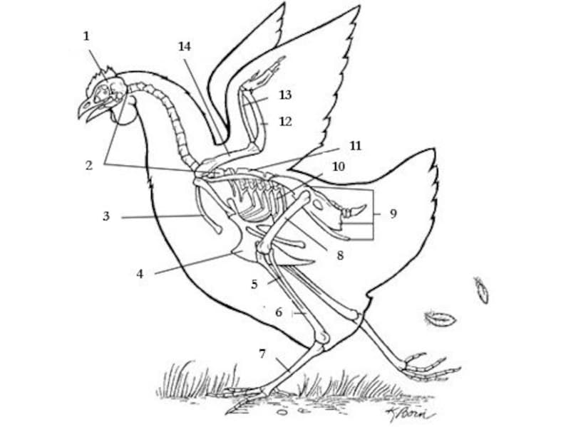 PRINTABLE Chicken Skeletal Anatomy Worksheet and Practice Sheet - Etsy