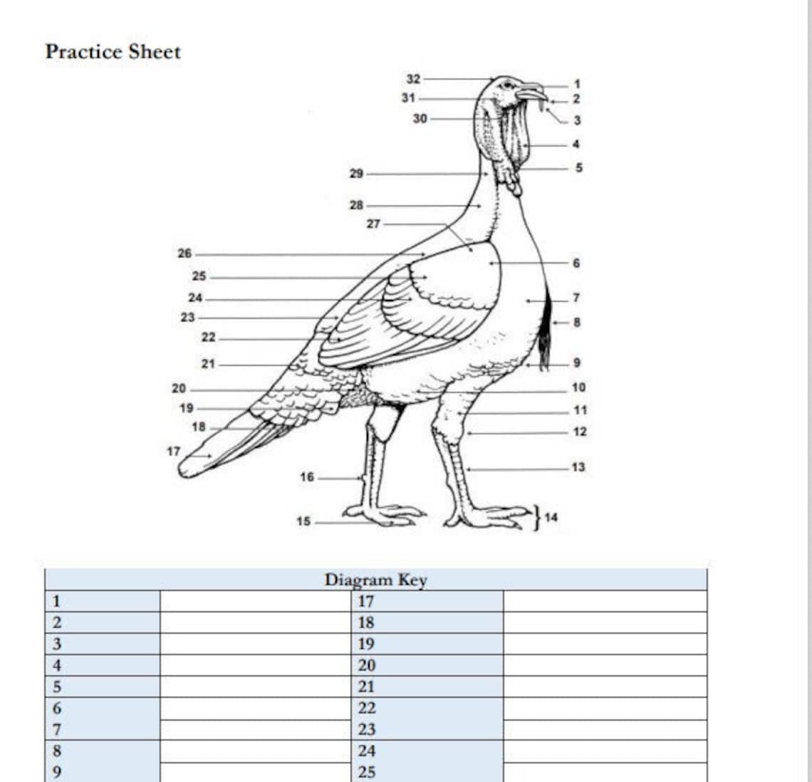 PRINTABLE Turkey External Anatomy Worksheet - Etsy
