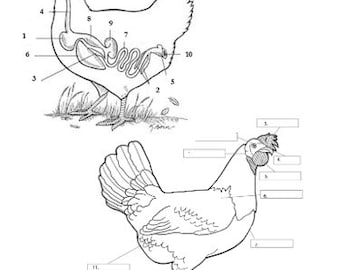 PRINTABLE Chicken External and Skeletal Anatomy Worksheet Bundle - Etsy