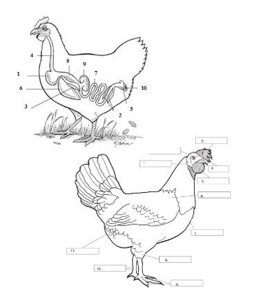 PRINTABLE Chicken External and Digestive Anatomy Worksheet Bundle - Etsy