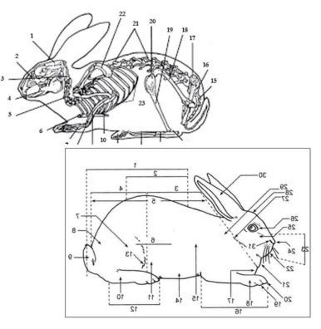 PRINTABLE Rabbit External and Skeletal Anatomy Worksheet Bundle - Etsy