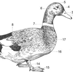PRINTABLE Duck External Anatomy Worksheet - Etsy