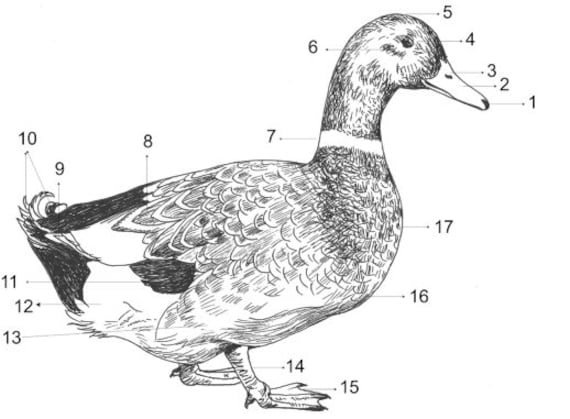 Diagrama De Anatomía Del Pato