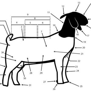 PRINTABLE Goat External Anatomy Worksheet - Etsy UK