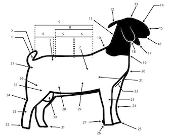 PRINTABLE Meat Goat External Anatomy - Level 1 - Etsy UK