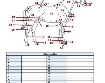 Horse Anatomy Printable - Etsy