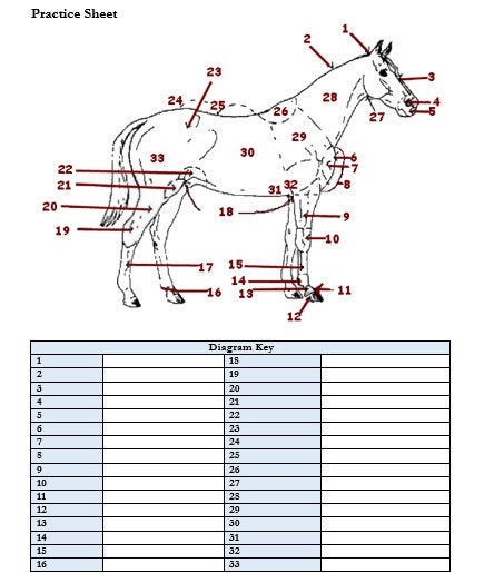 Horse Parts Worksheet