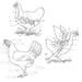 PRINTABLE Chicken External, Digestive, and Skeletal Anatomy Worksheet ...