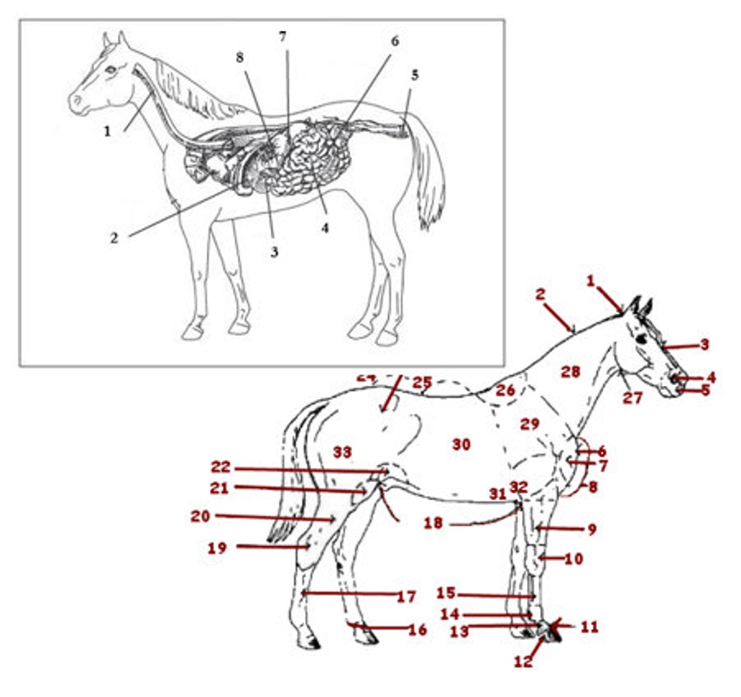 PRINTABLE Horse External and Digestive Anatomy Worksheet Bundle - Etsy