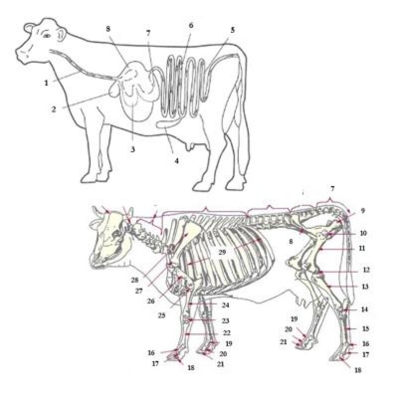 PRINTABLE Cattle Skeletal and Digestive Anatomy Worksheet Bundle - Etsy