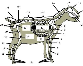 PRINTABLE Goat External, Digestive, and Skeletal Anatomy Worksheet and ...