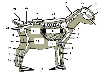 PRINTABLE Goat Skeletal Anatomy Worksheet and Practice Sheet - Etsy