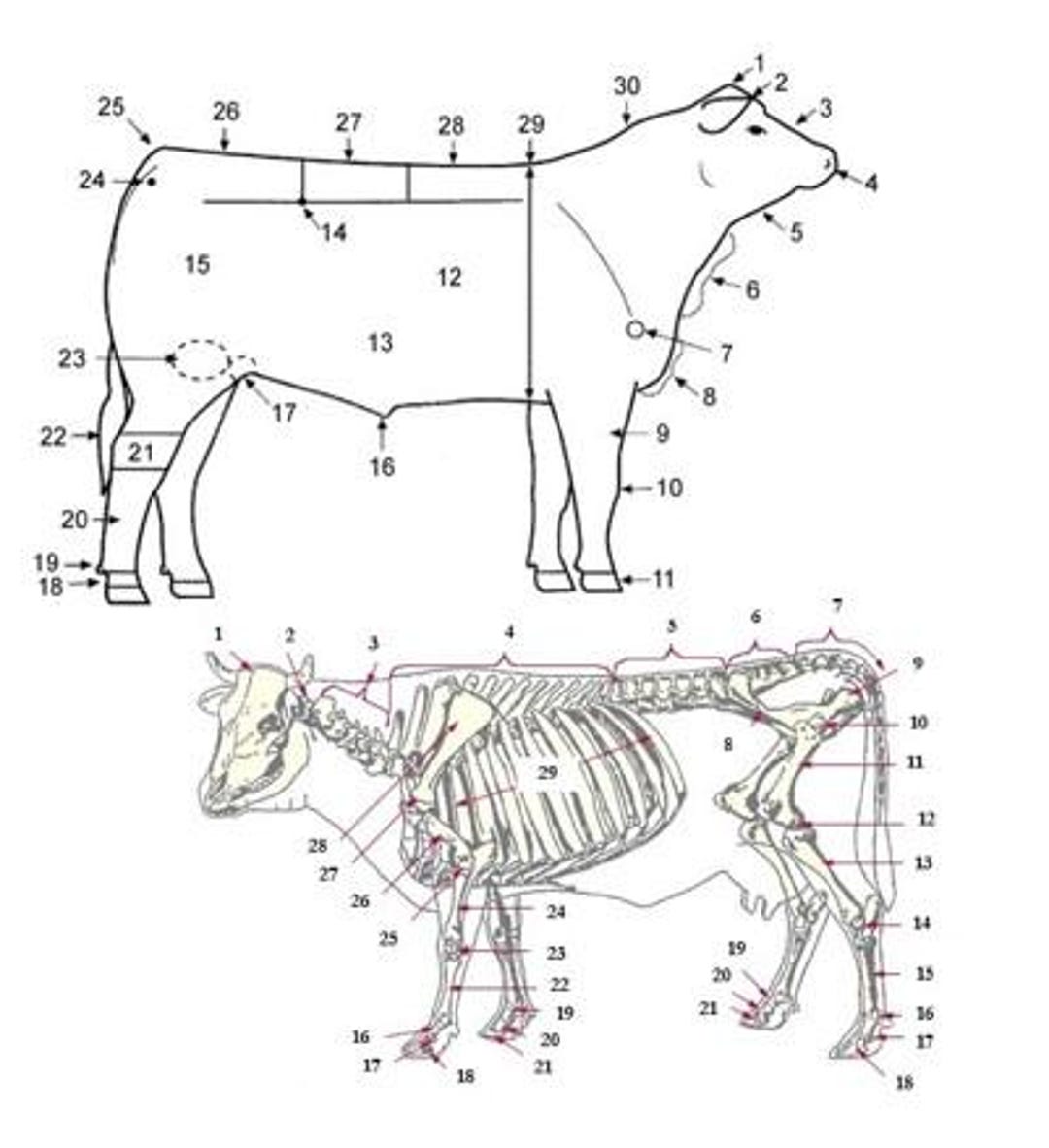 PRINTABLE Cattle External and Skeletal Anatomy Worksheet Bundle - Etsy