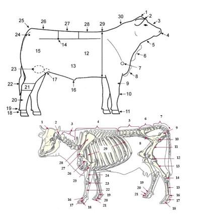PRINTABLE Cattle External and Skeletal Anatomy Worksheet Bundle - Etsy
