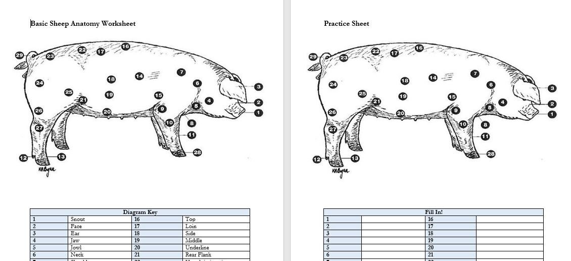 PRINTABLE Pig Anatomy Worksheet - Etsy Israel