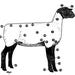 PRINTABLE Sheep External Anatomy Worksheet - Etsy