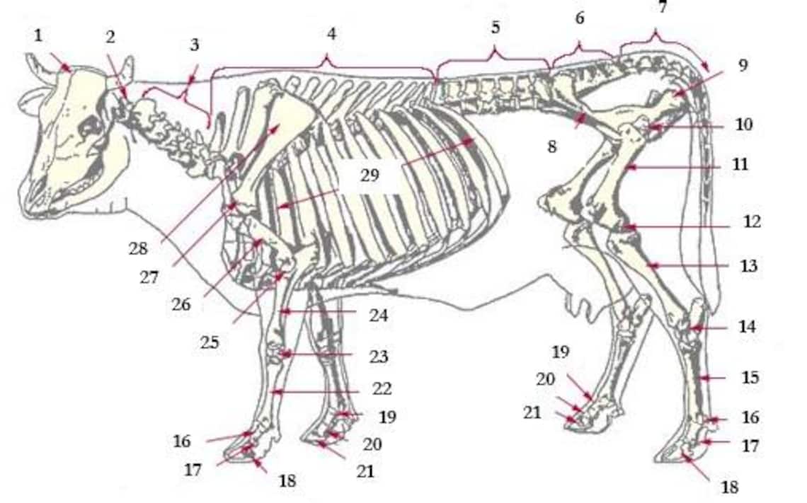 PRINTABLE Cow Skeletal Anatomy Worksheet and Practice Sheet - Etsy