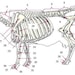 PRINTABLE Cow Skeletal Anatomy Worksheet and Practice Sheet - Etsy