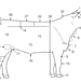 PRINTABLE Cattle External Anatomy Worksheet - Etsy