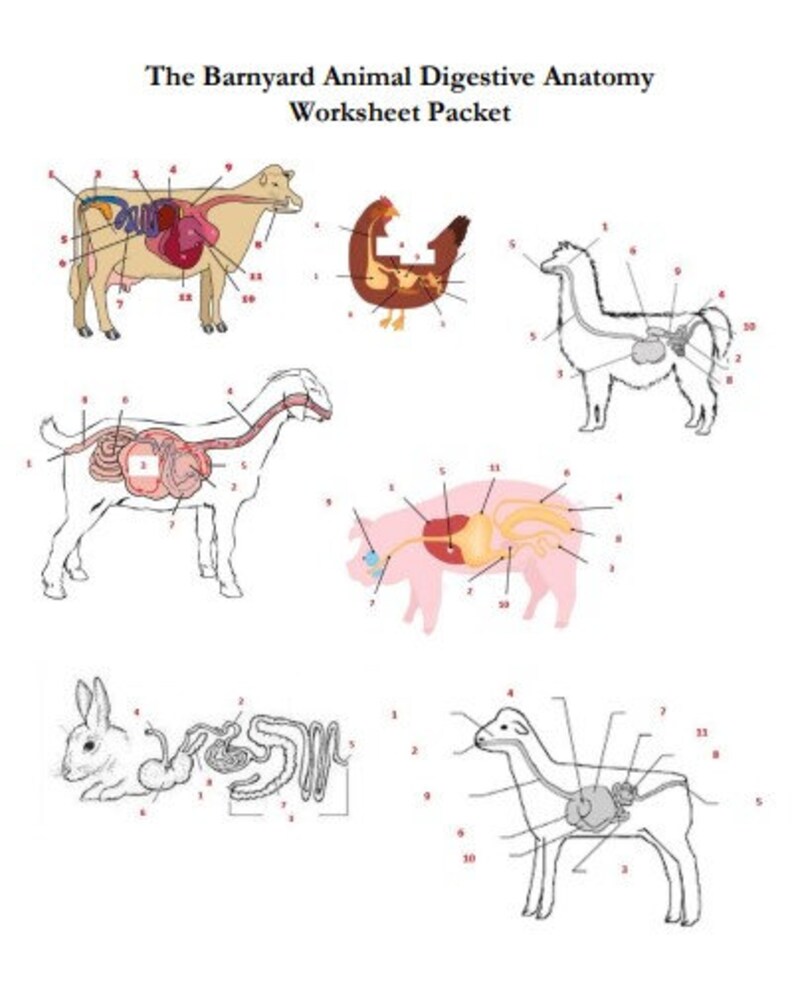 PRINTABLE Barnyard Animal Digestive Anatomy Bundle: Cattle, Chicken ...