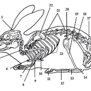 PRINTABLE Rabbit Skeletal Anatomy Worksheet and Practice Sheet - Etsy