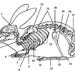 PRINTABLE Rabbit Skeletal Anatomy Worksheet and Practice Sheet - Etsy