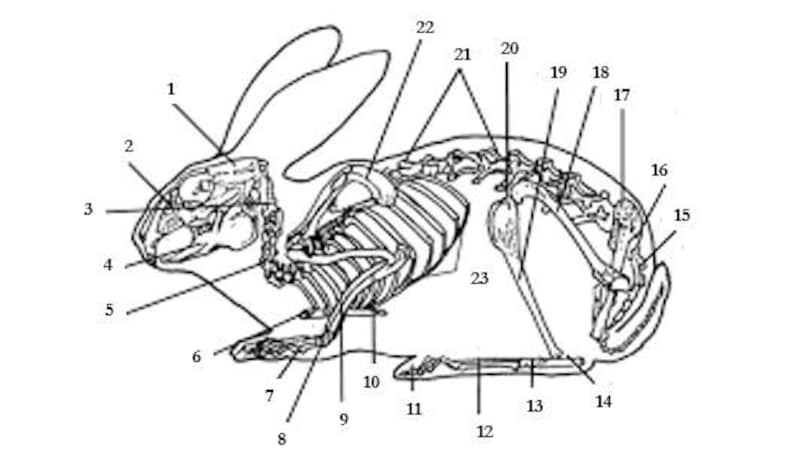 PRINTABLE Rabbit Skeletal Anatomy Worksheet and Practice Sheet - Etsy