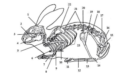 PRINTABLE Rabbit Skeletal Anatomy Worksheet and Practice Sheet - Etsy