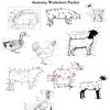 PRINTABLE Cow Skeletal Anatomy Worksheet and Practice Sheet - Etsy UK