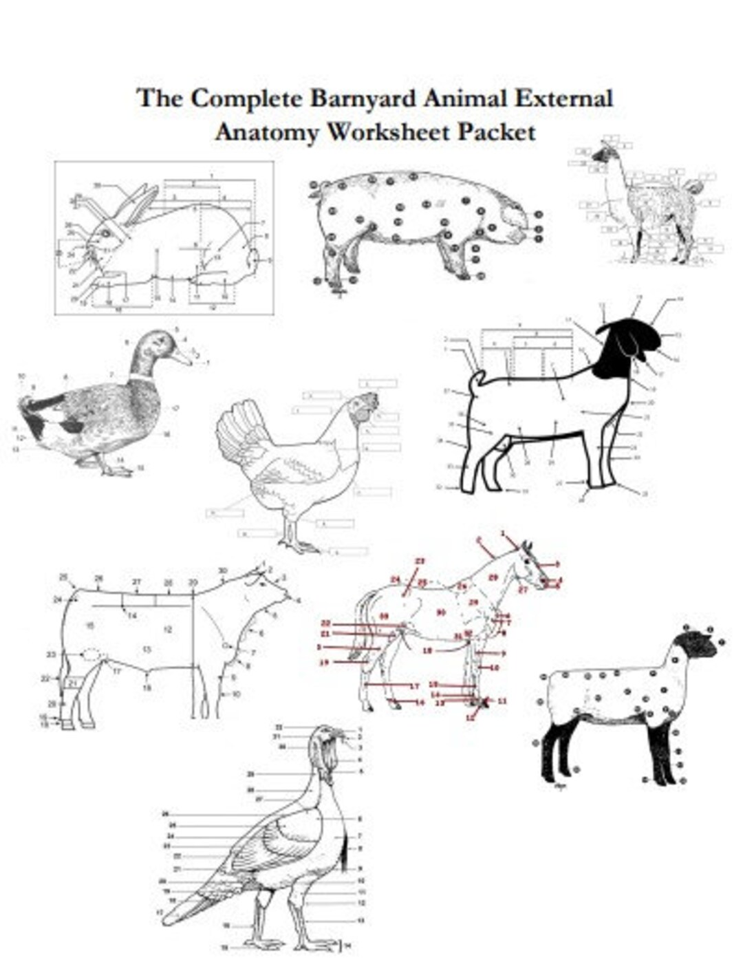 PRINTABLE Complete Barnyard External Anatomy Worksheets Includes ...