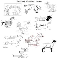 PRINTABLE Cow Skeletal Anatomy Worksheet and Practice Sheet - Etsy UK