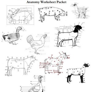 PRINTABLE Complete Barnyard External Anatomy Worksheets Includes ...