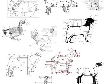 PRINTABLE Complete Barnyard External Anatomy Worksheets Includes ...