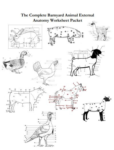 PRINTABLE Complete Barnyard External Anatomy Worksheets Includes ...