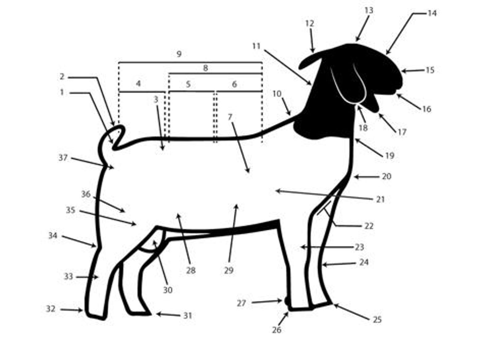 PRINTABLE Goat External Anatomy Worksheet - Etsy