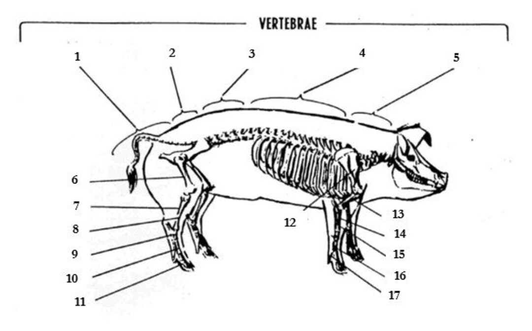 PRINTABLE Pig Skeletal Anatomy Worksheet and Practice Sheets - Etsy