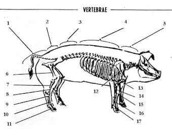 PRINTABLE Pig Digestive Anatomy Worksheet and Practice Pages Included - Etsy