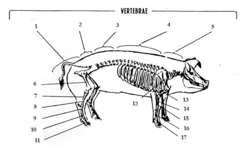 PRINTABLE Pig Skeletal Anatomy Worksheet and Practice Sheets - Etsy