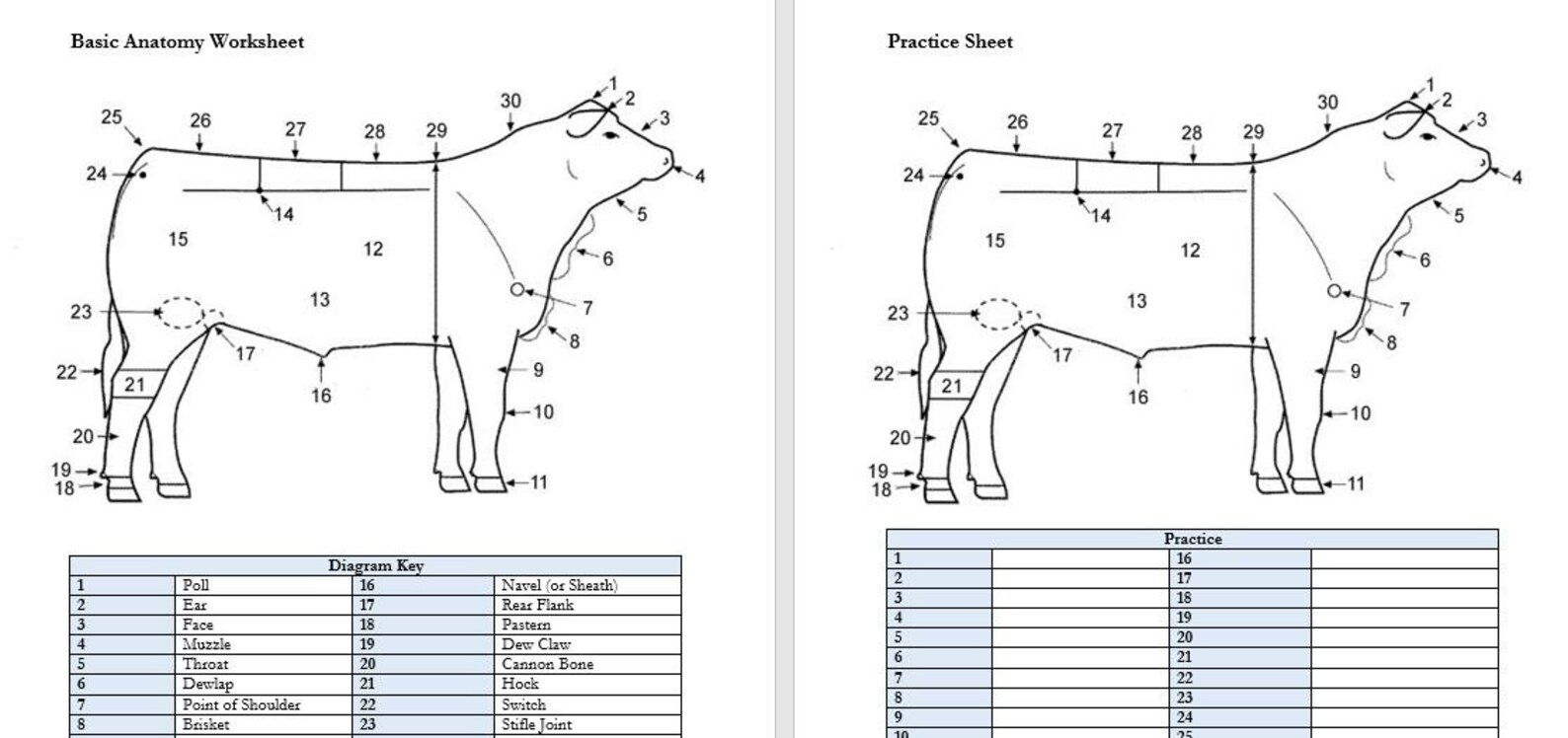 PRINTABLE Cattle External Anatomy Worksheet - Etsy
