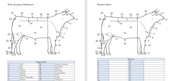 PRINTABLE Cattle External Anatomy Worksheet - Etsy