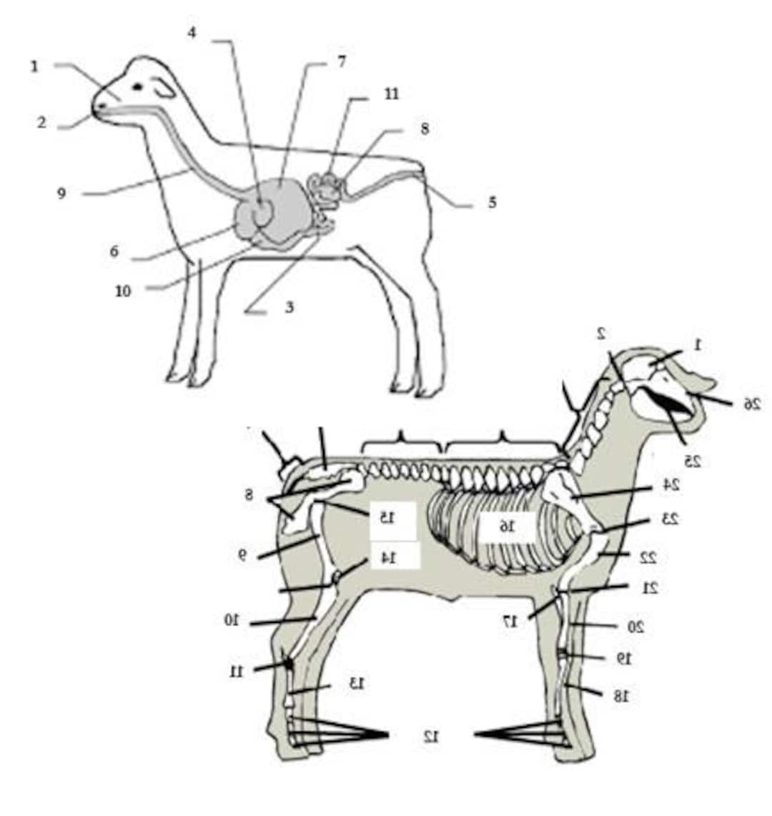 PRINTABLE Sheep Digestive and Skeletal Anatomy Worksheet and Practice ...