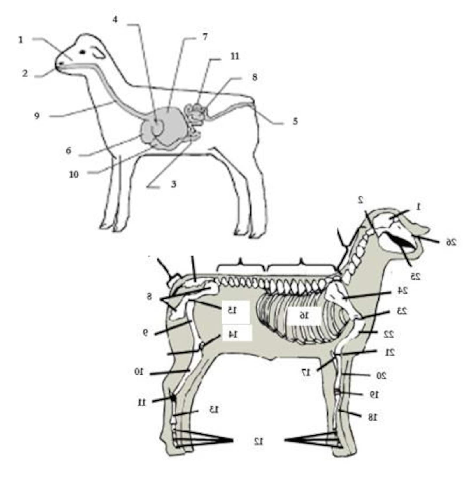 PRINTABLE Sheep Digestive and Skeletal Anatomy Worksheet and Practice ...