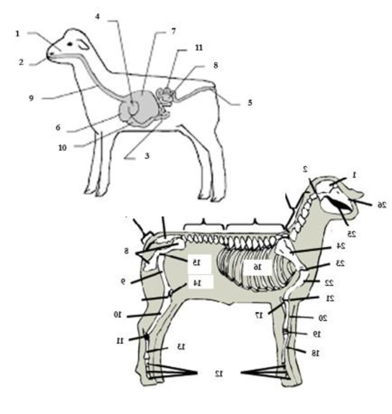 PRINTABLE Sheep Digestive and Skeletal Anatomy Worksheet and Practice ...