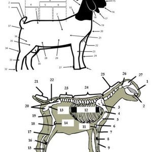 PRINTABLE Goat External and Skeletal Anatomy Worksheet and Practice ...