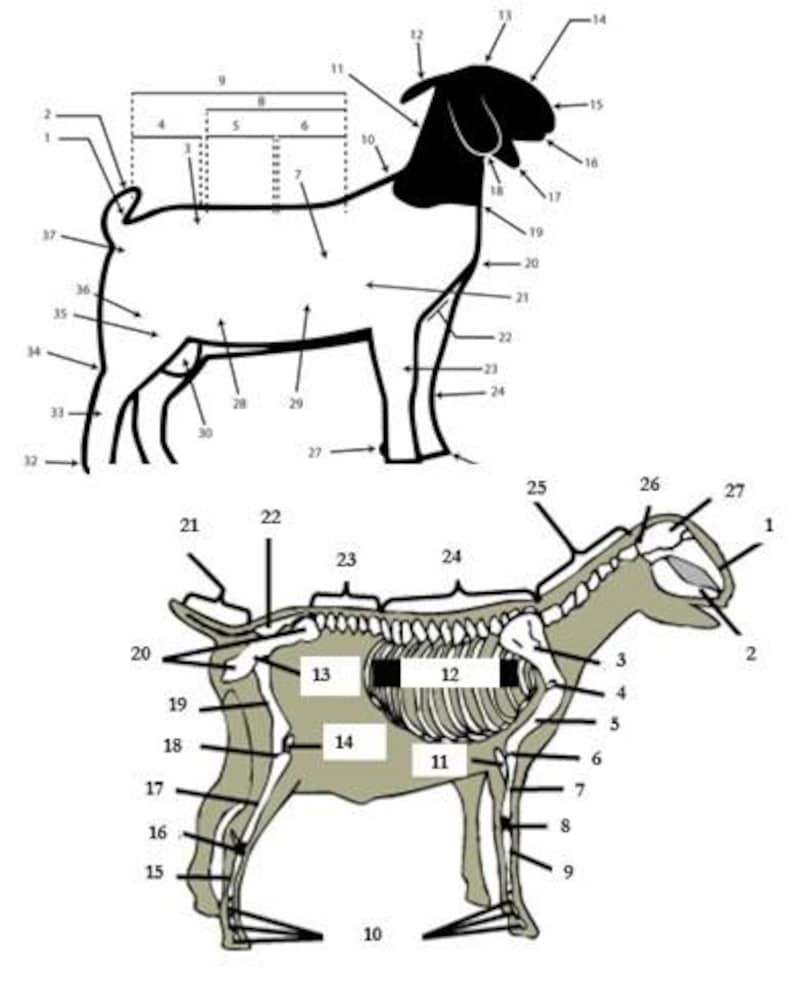 PRINTABLE Goat External and Skeletal Anatomy Worksheet and Practice ...