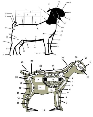 PRINTABLE Goat External and Skeletal Anatomy Worksheet and Practice ...